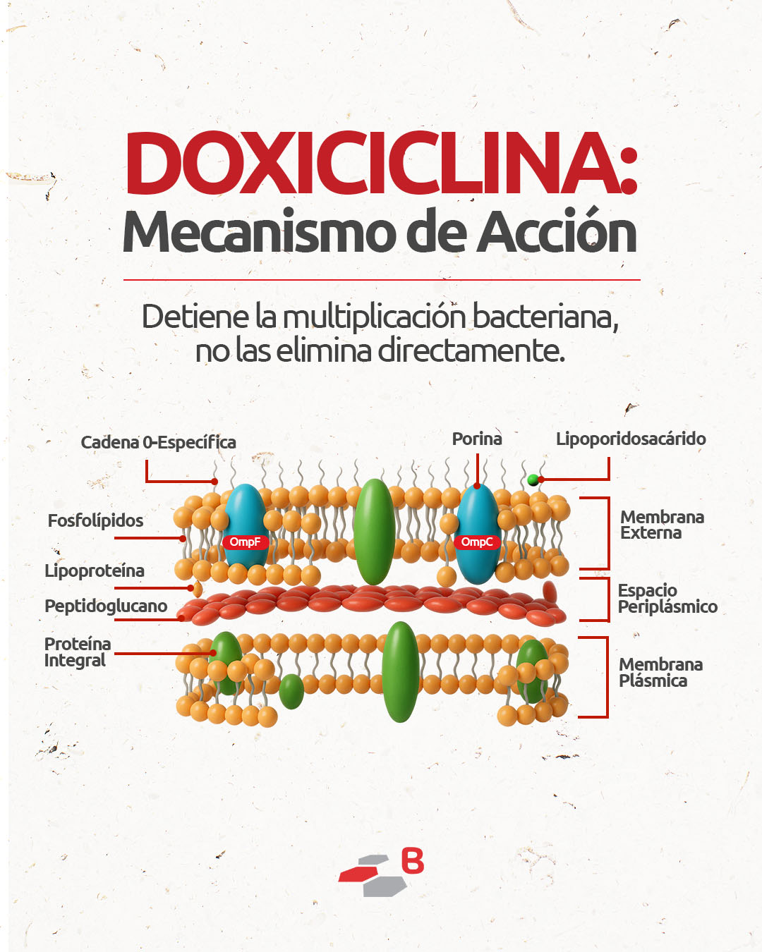 Doxiciclina, un antibiótico que debemos cuidar | Biotecno